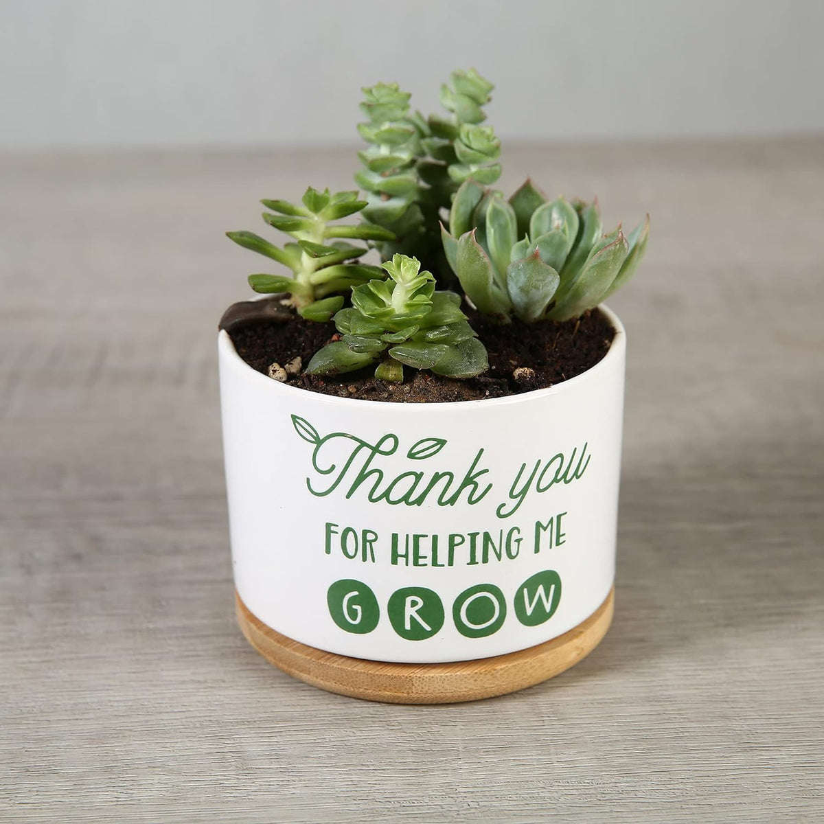Buy Ceramic Succulent Plant Pot - Teacher Appreciation Gift in Canada ...